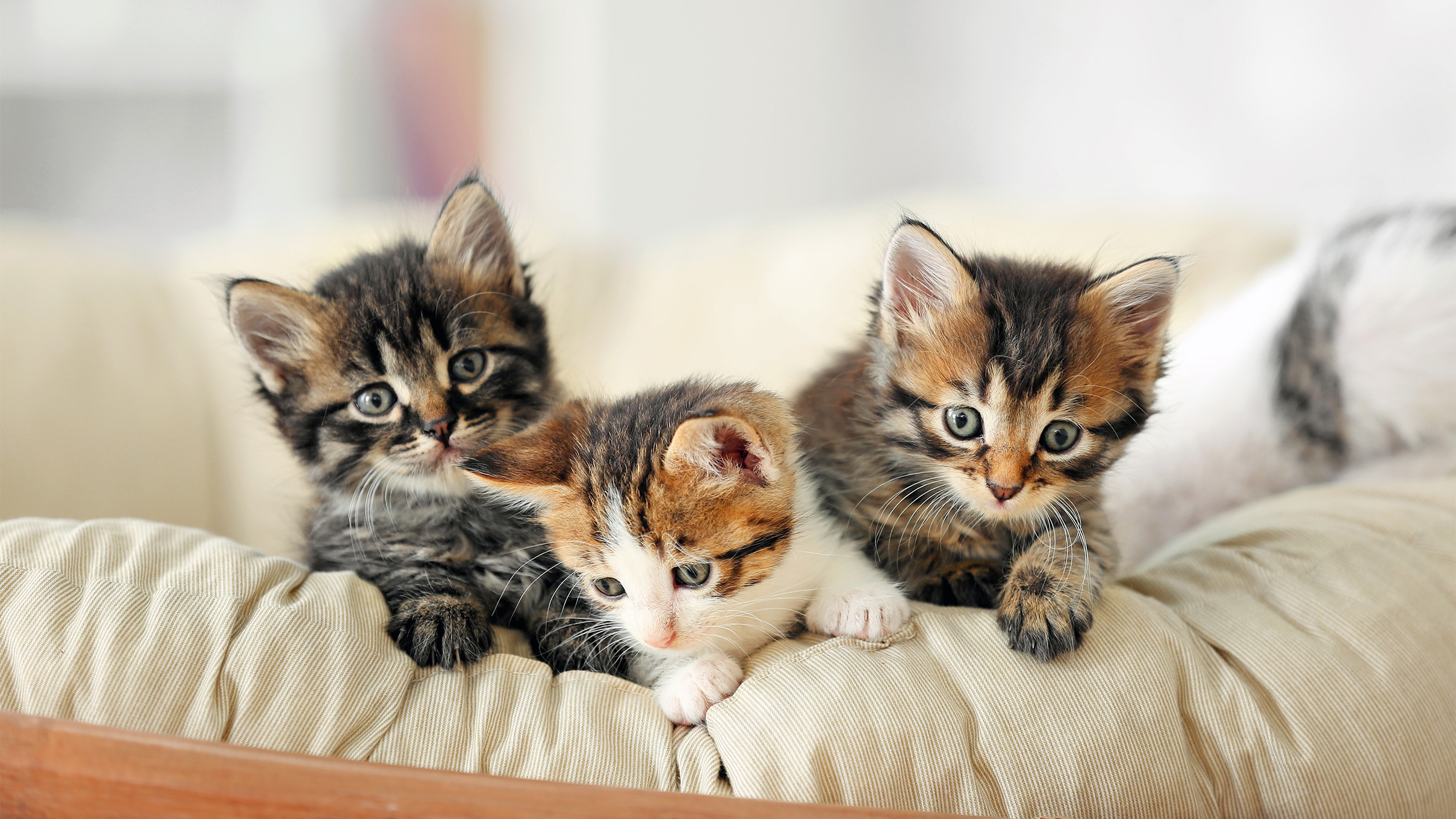 Training Tricks for Kittens – Meow Connection