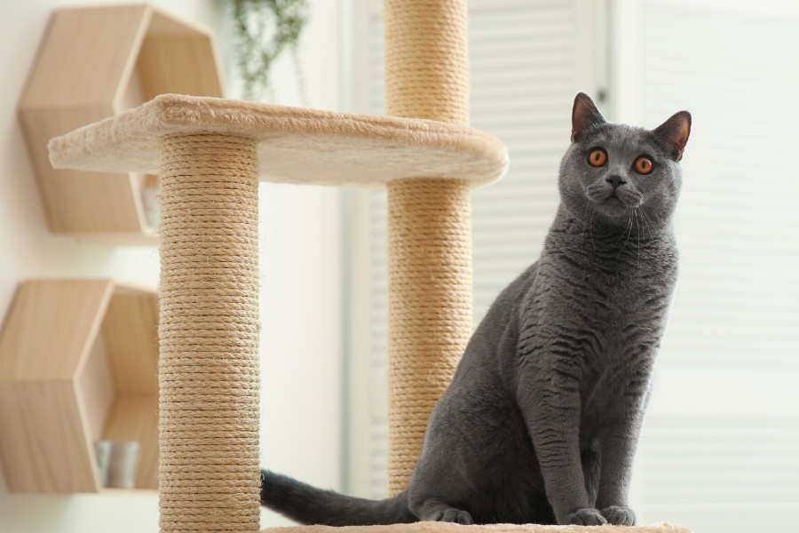 Mastering the Art of Bonding with Your Cat – Meow Connection