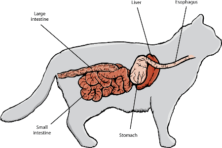 Gastrointestinal Issues in Cats: Causes, Symptoms, Diagnosis, and ...