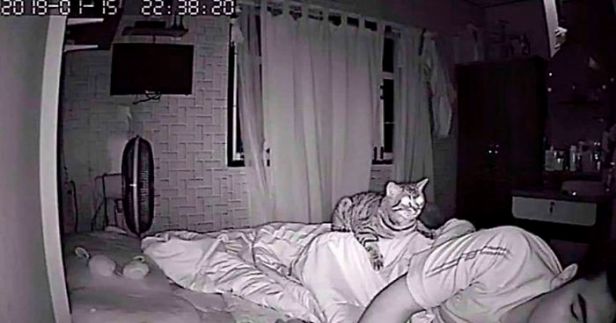 Why Does My Cat Watch Me Sleep? Understanding Feline Behavior – Meow ...